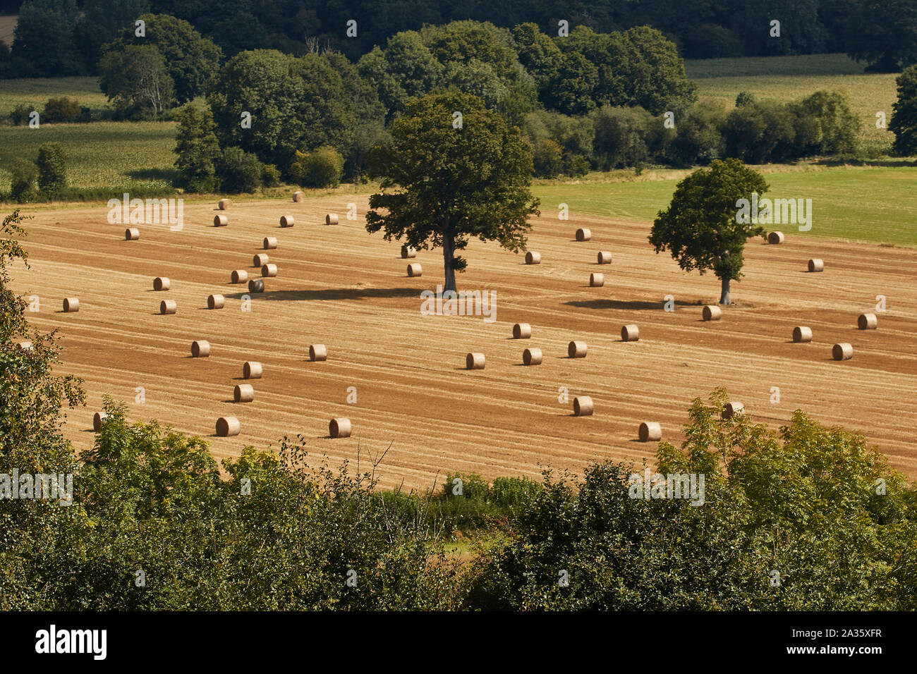 Farmland landscape in the verdant Kent countryside in late summer with ...