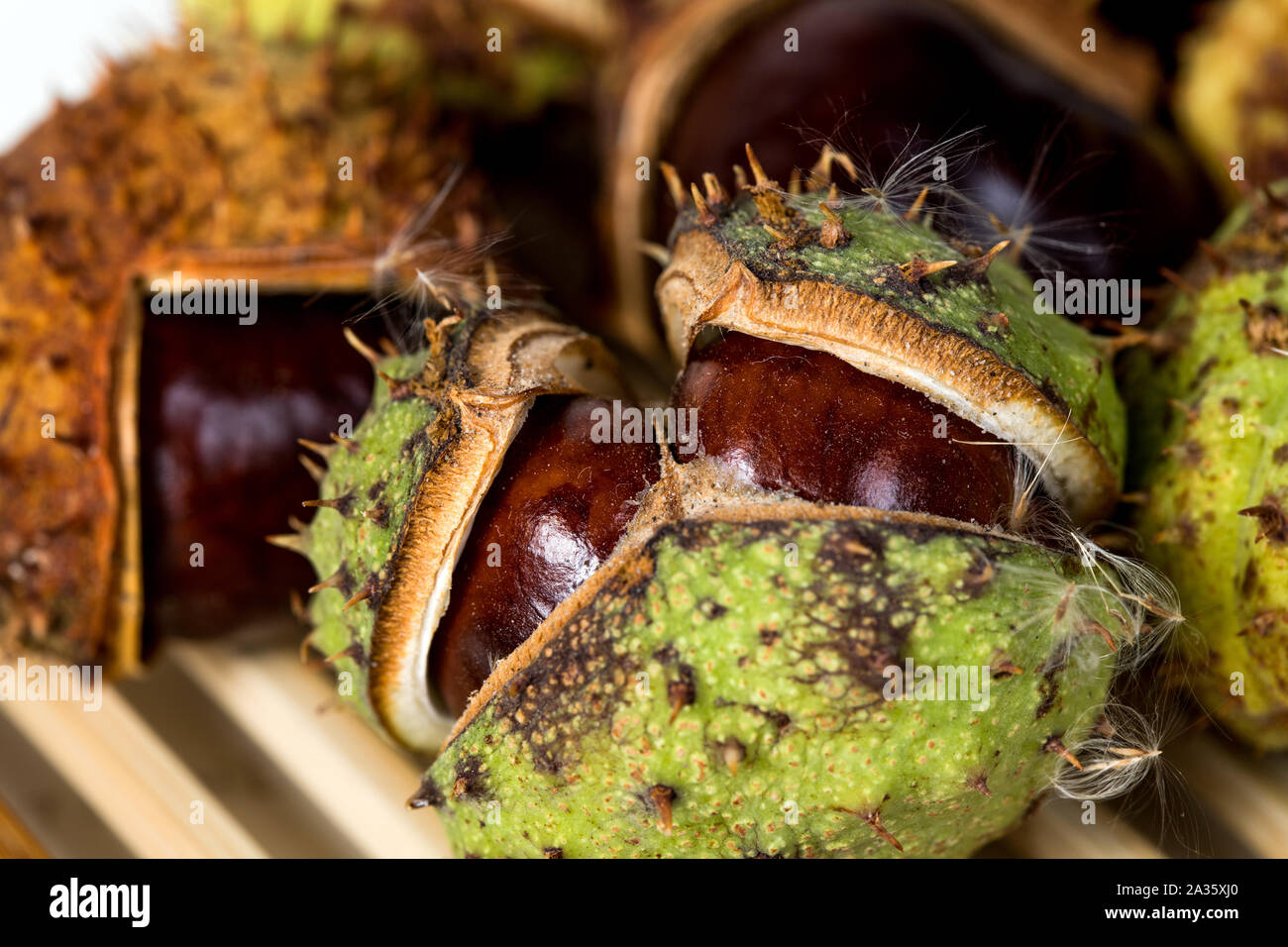 Chestnut on a white background in a skin on a small plank Stock Photo ...
