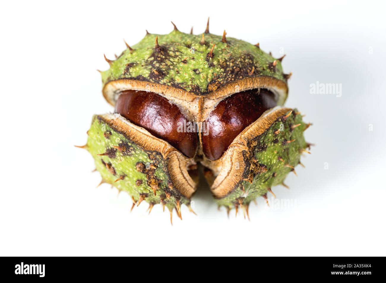 Chestnut on a white background in a skin Stock Photo - Alamy
