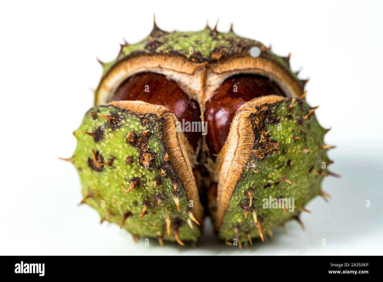 Chestnut on a white background in a skin Stock Photo - Alamy