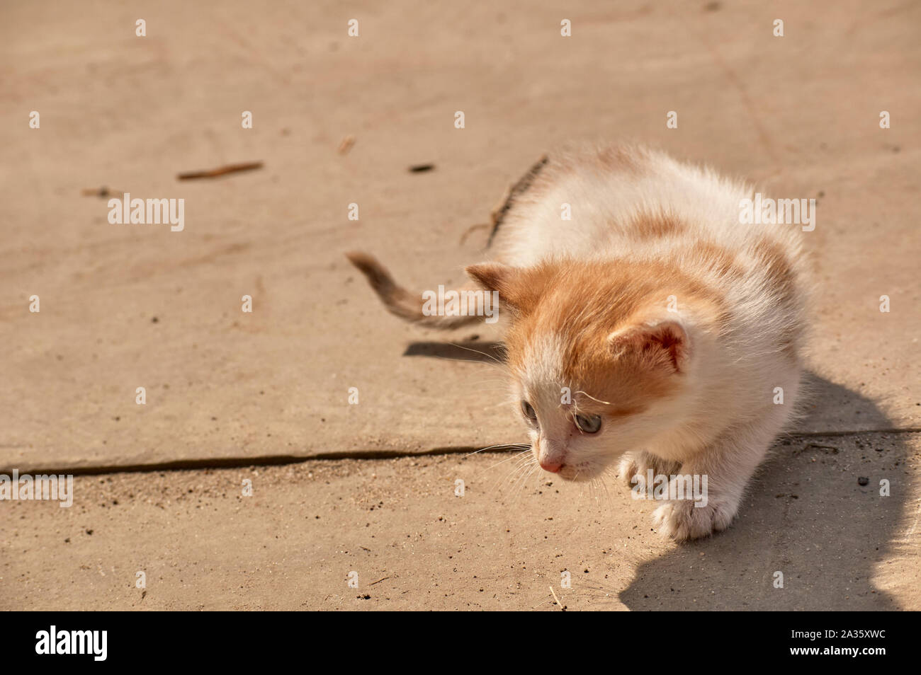 little kitty creeping Stock Photo - Alamy