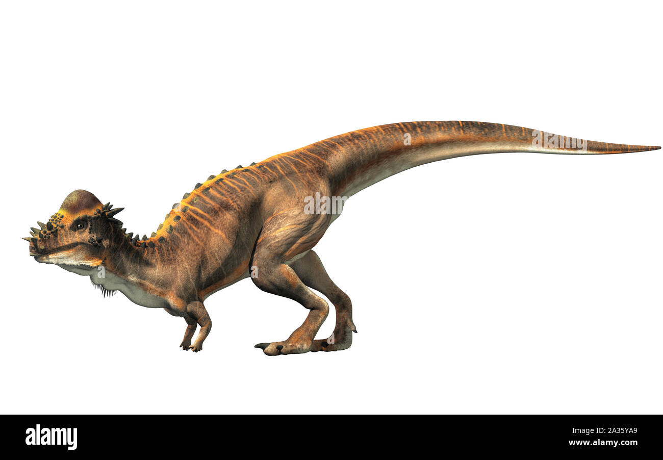 A brown Pachycephalosaurus on a white background. Pachycephalosaurus ...