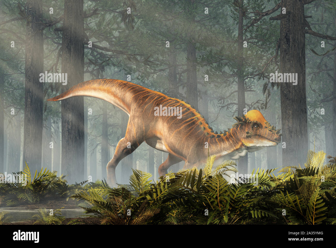 A brown Pachycephalosaurus in a dense forest. Pachycephalosaurus known ...