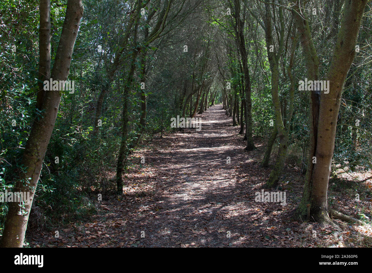 Forest route hi-res stock photography and images - Alamy