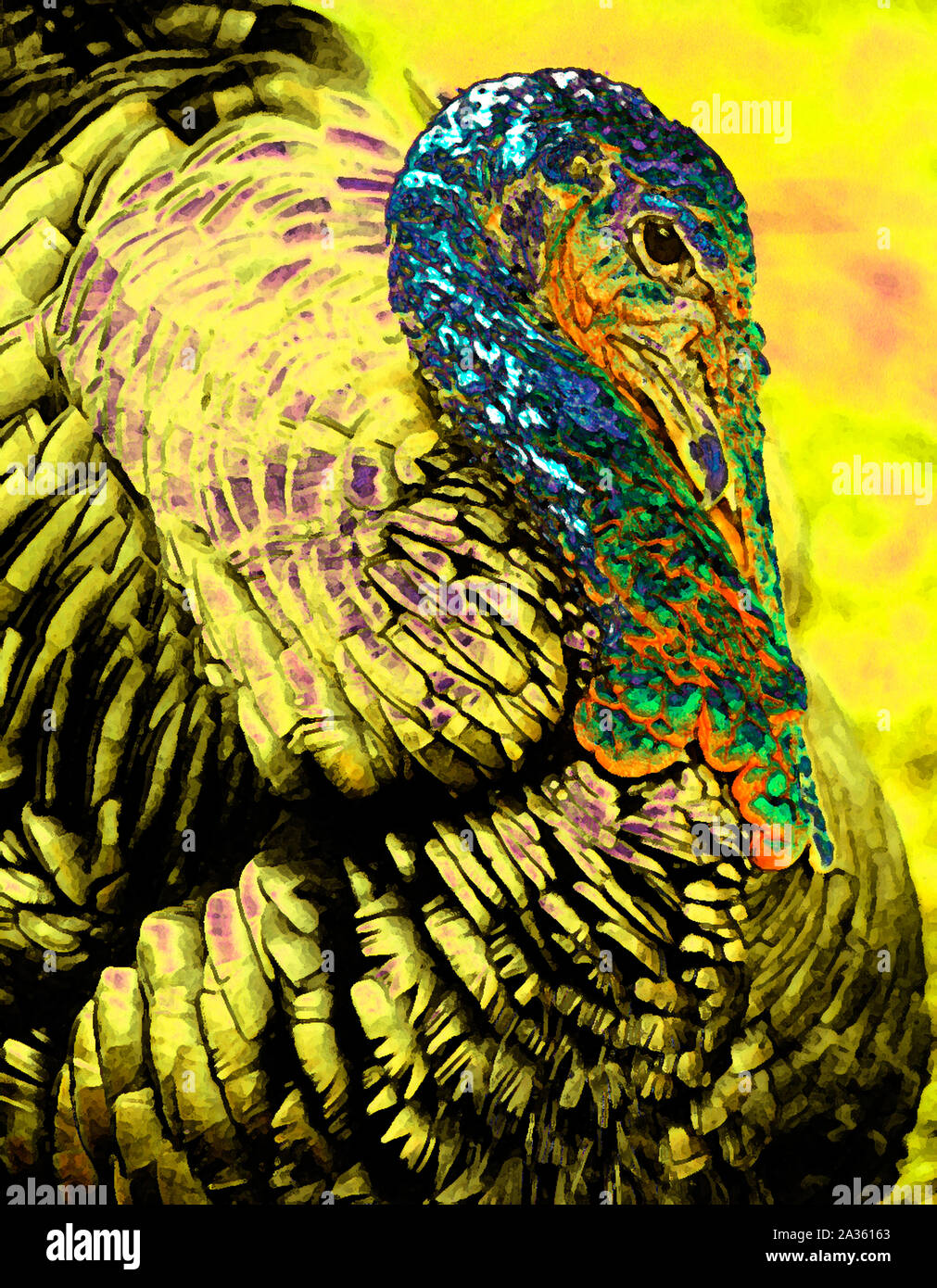 close up turkey Stock Photo - Alamy