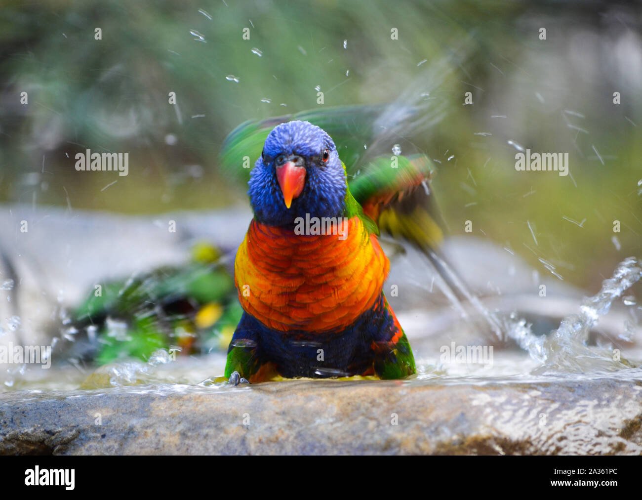 Loriini bird hi-res stock photography and images - Alamy