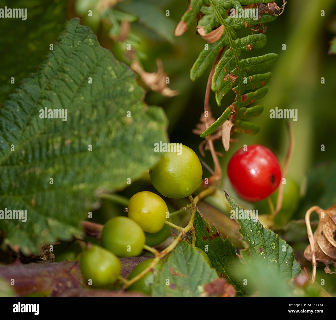 Illustrating Natures chaos with natural environment portraits Stock ...
