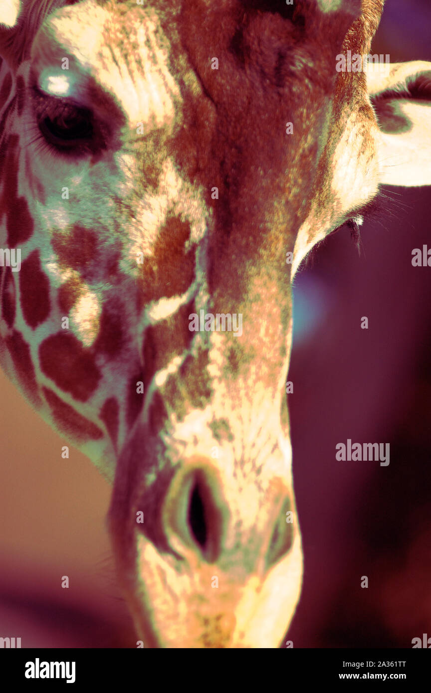 Giraff neck hi-res stock photography and images - Alamy