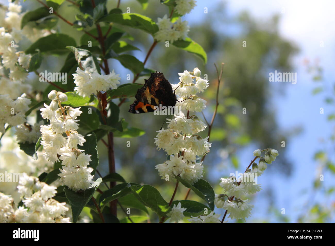 The picture shows a butterfly in the jasmine in the garden Stock Photo ...