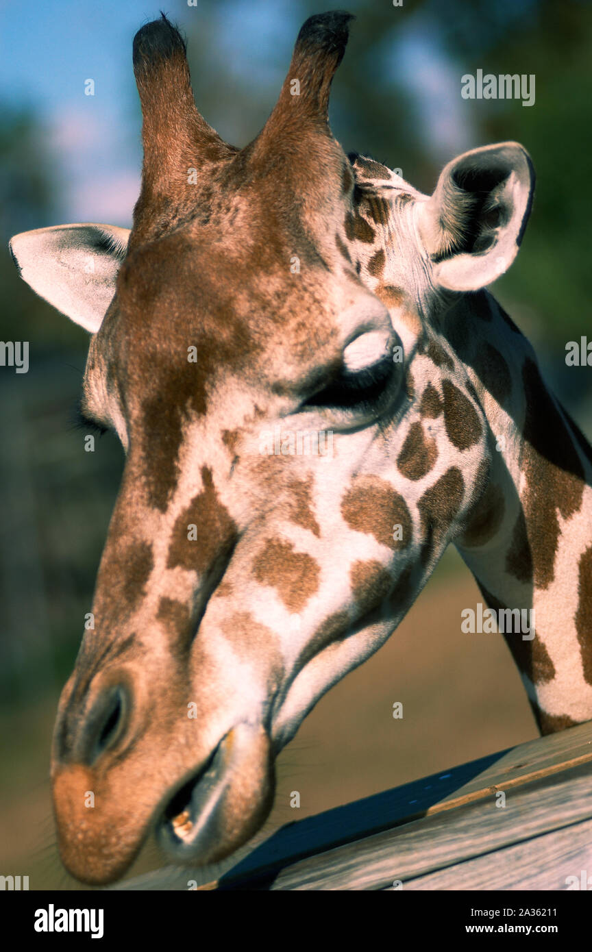 Giraff face hi-res stock photography and images - Alamy