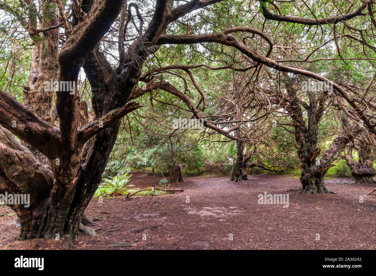 The ancient yew trees of Kingley Vale National Nature Reserve in West ...
