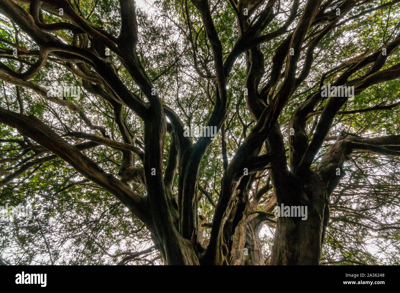 The yews hi-res stock photography and images - Alamy