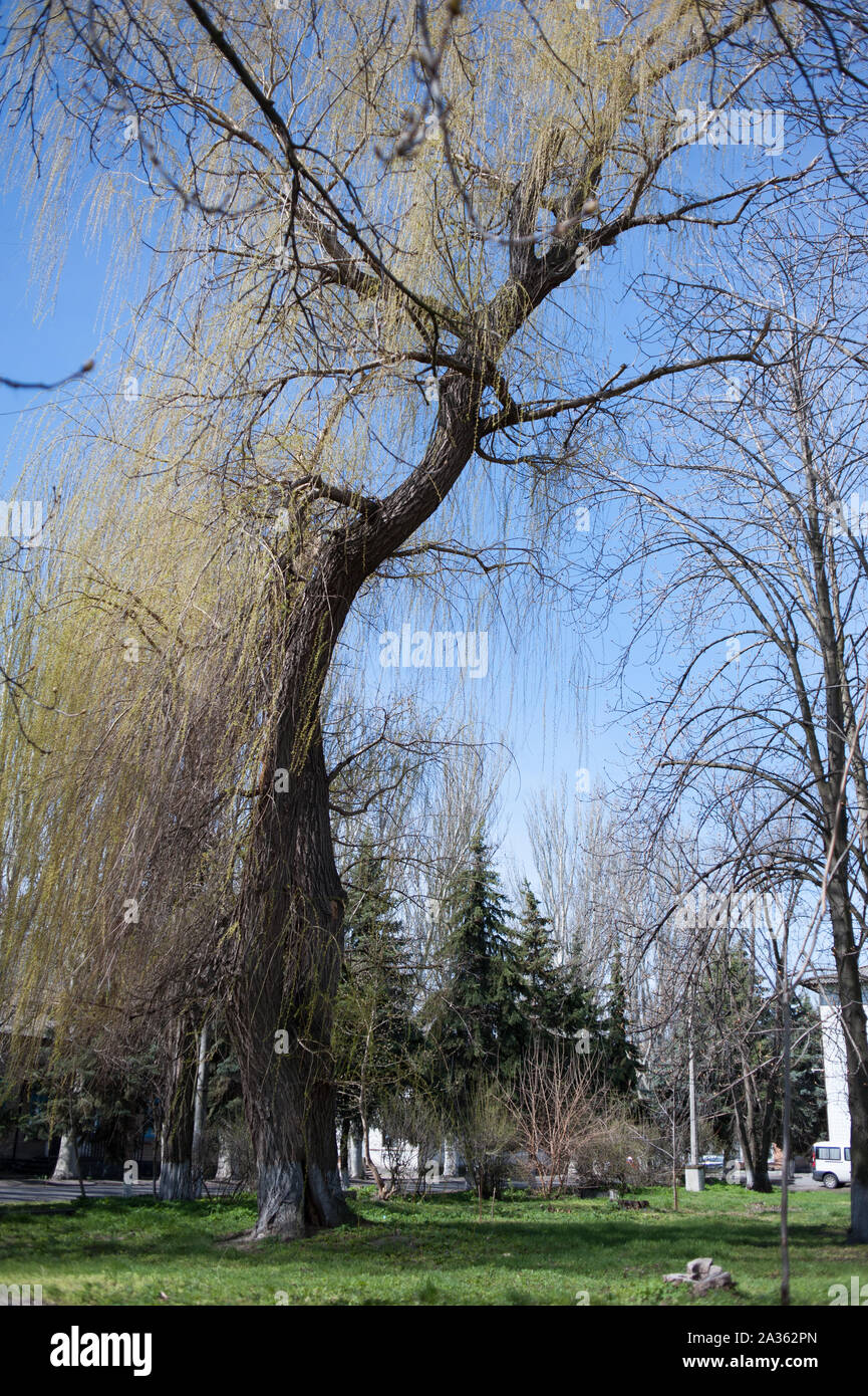 Spring meadow with big tree with fresh green leaves Stock Photo - Alamy