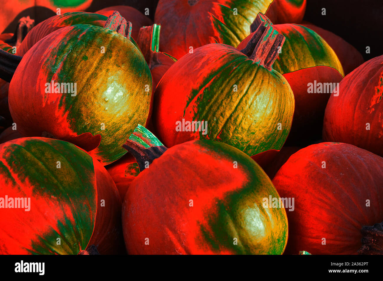 Colorful fall produce, Indian corn and pumpkins Stock Photo - Alamy