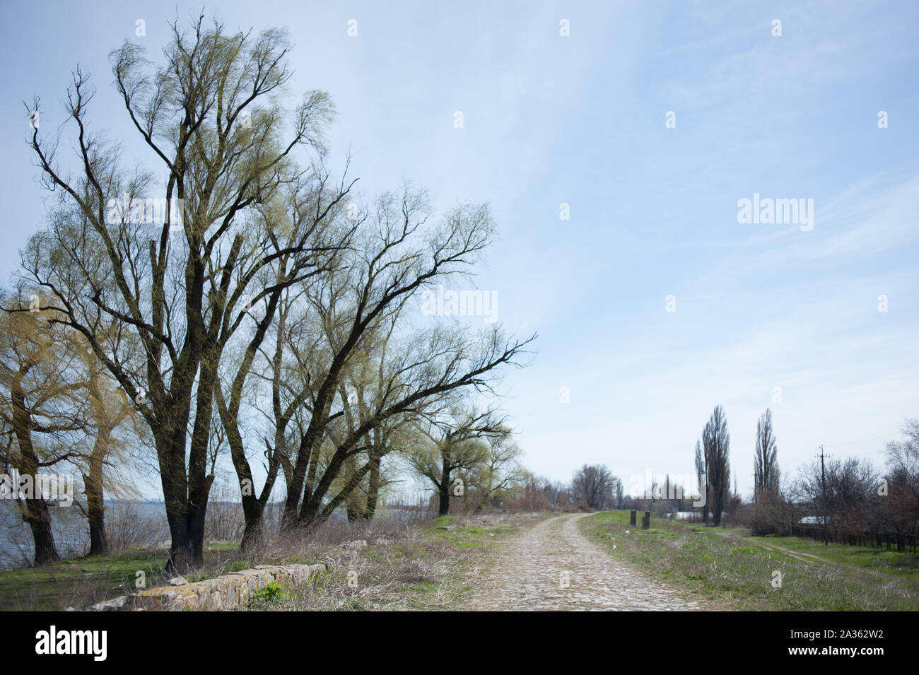 Spring meadow with big tree with fresh green leaves Stock Photo - Alamy
