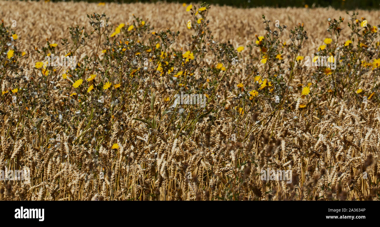 Illustrating Natures chaos with natural environment portraits Stock ...