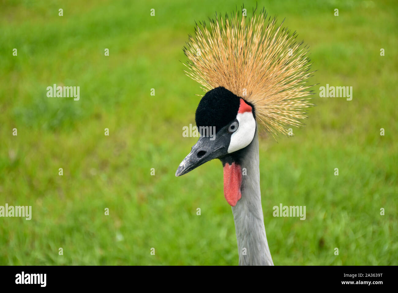 grey crowned crane (Balearica regulorum), close-up, beak, crown ...