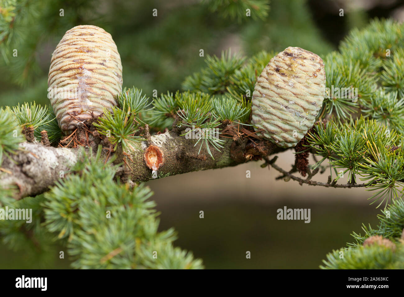 Oozing Sap High Resolution Stock Photography and Images - Alamy