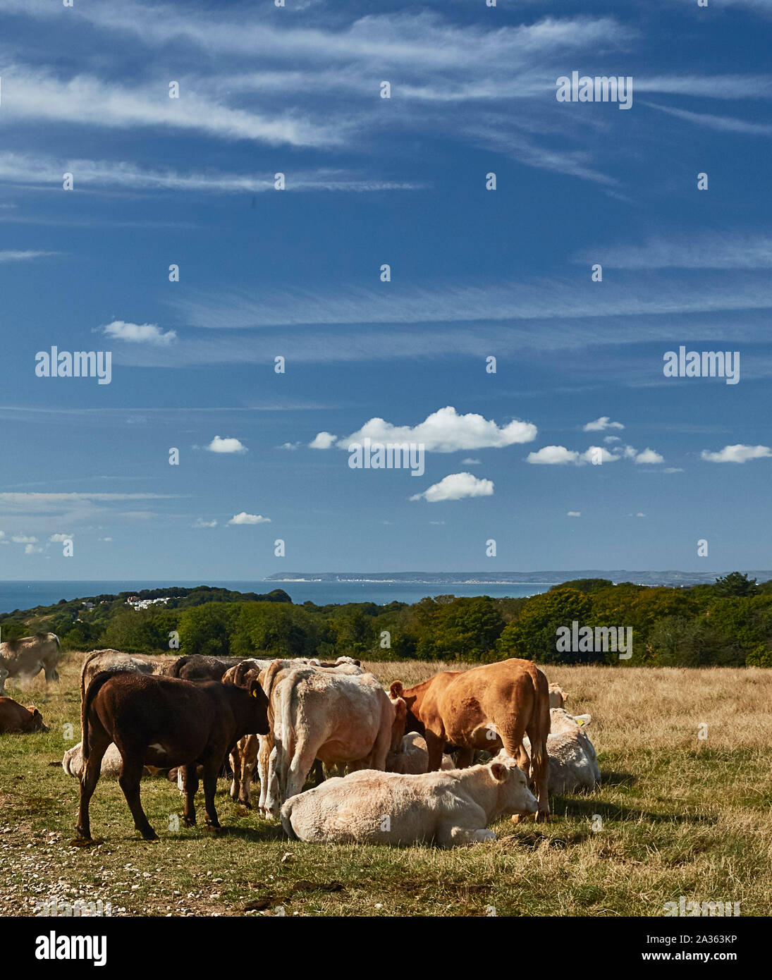 Cattle in the open landscape of Hastings Country Park, East Sussex ...