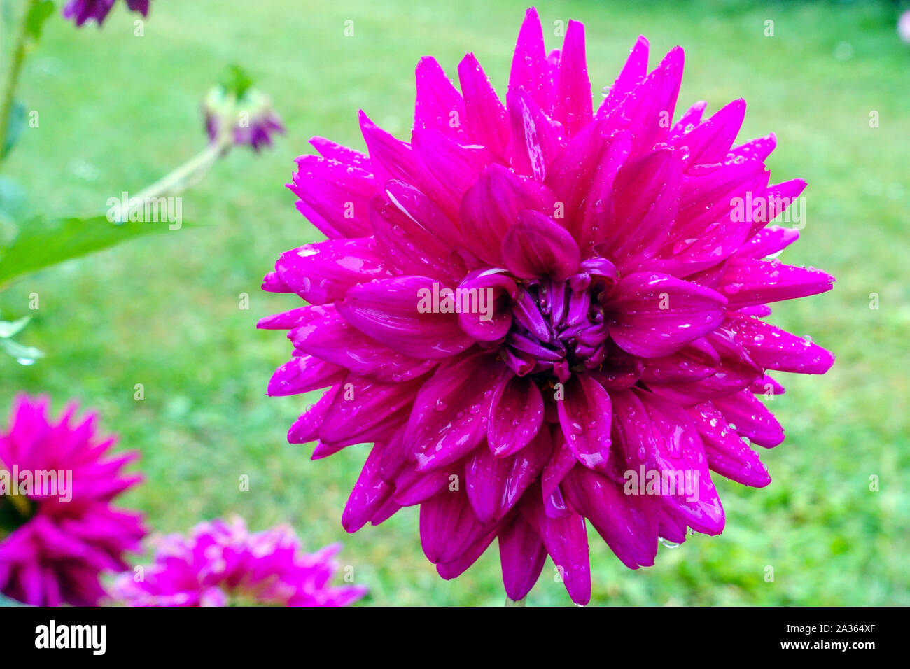 Dahlia "Hay Trio", Dahlias Stock Photo - Alamy