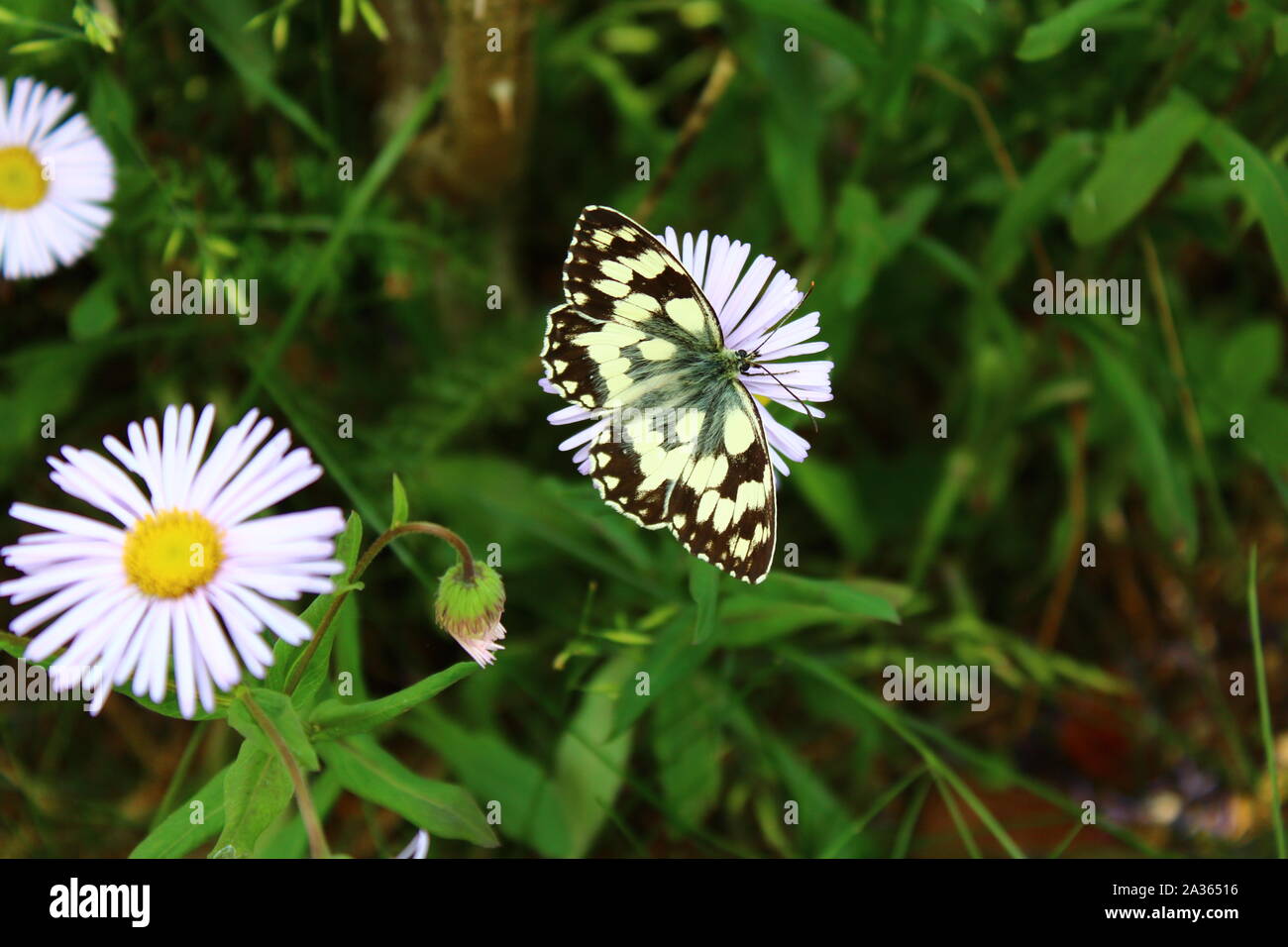 Aster in the garden hi-res stock photography and images - Alamy