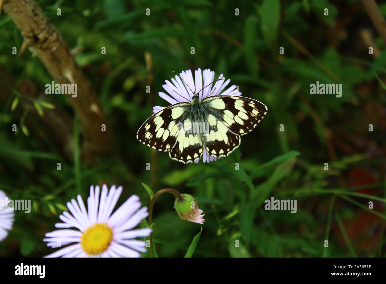 Aster in the garden hi-res stock photography and images - Alamy