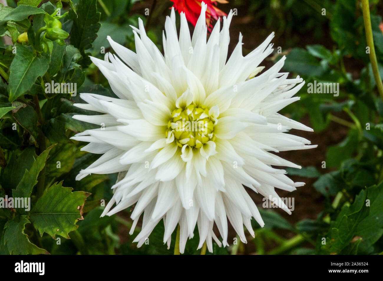 Large flowering dahlias hi-res stock photography and images - Alamy