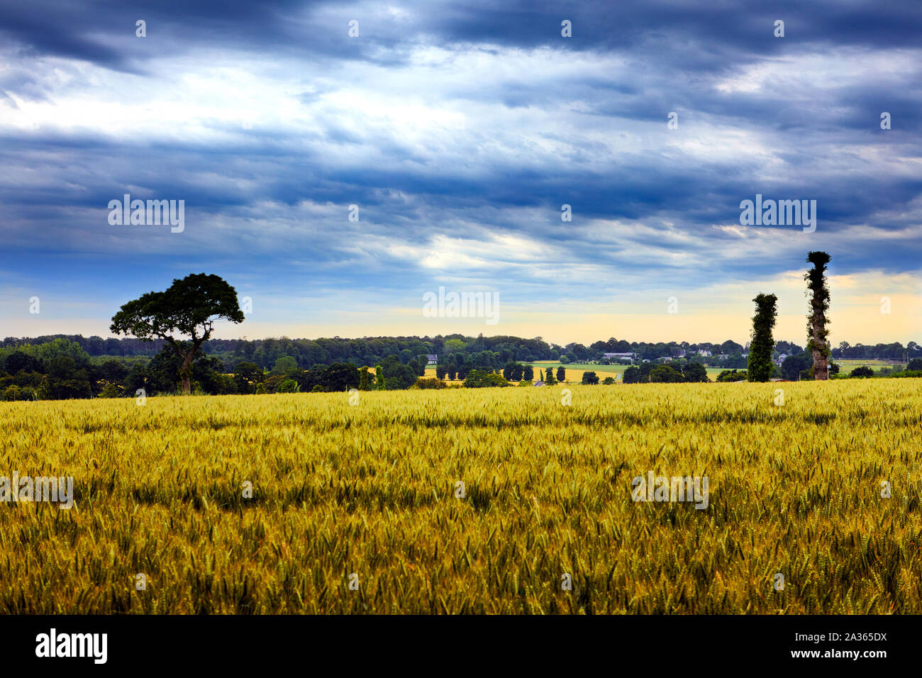 Landscape image of wheat field Stock Photo - Alamy