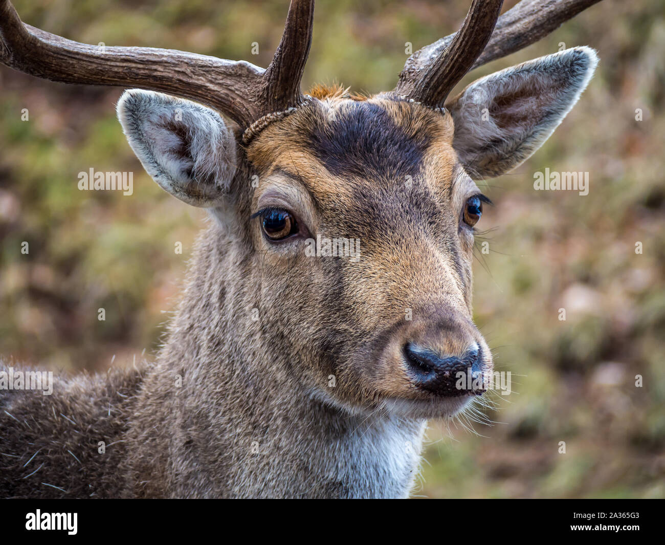 Wild Deer Portrait Stock Photo - Alamy