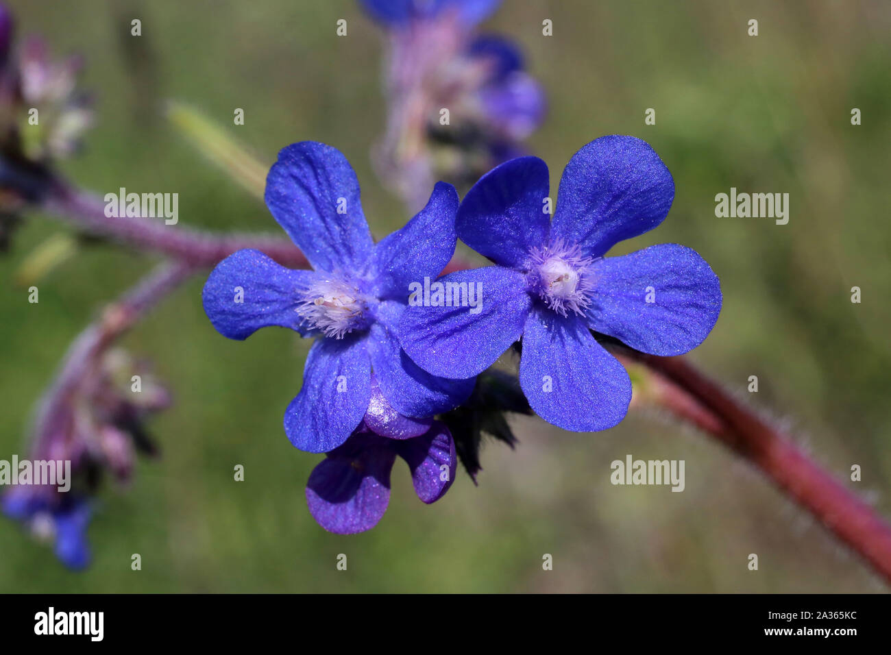 Anchusa flowers hi-res stock photography and images - Alamy