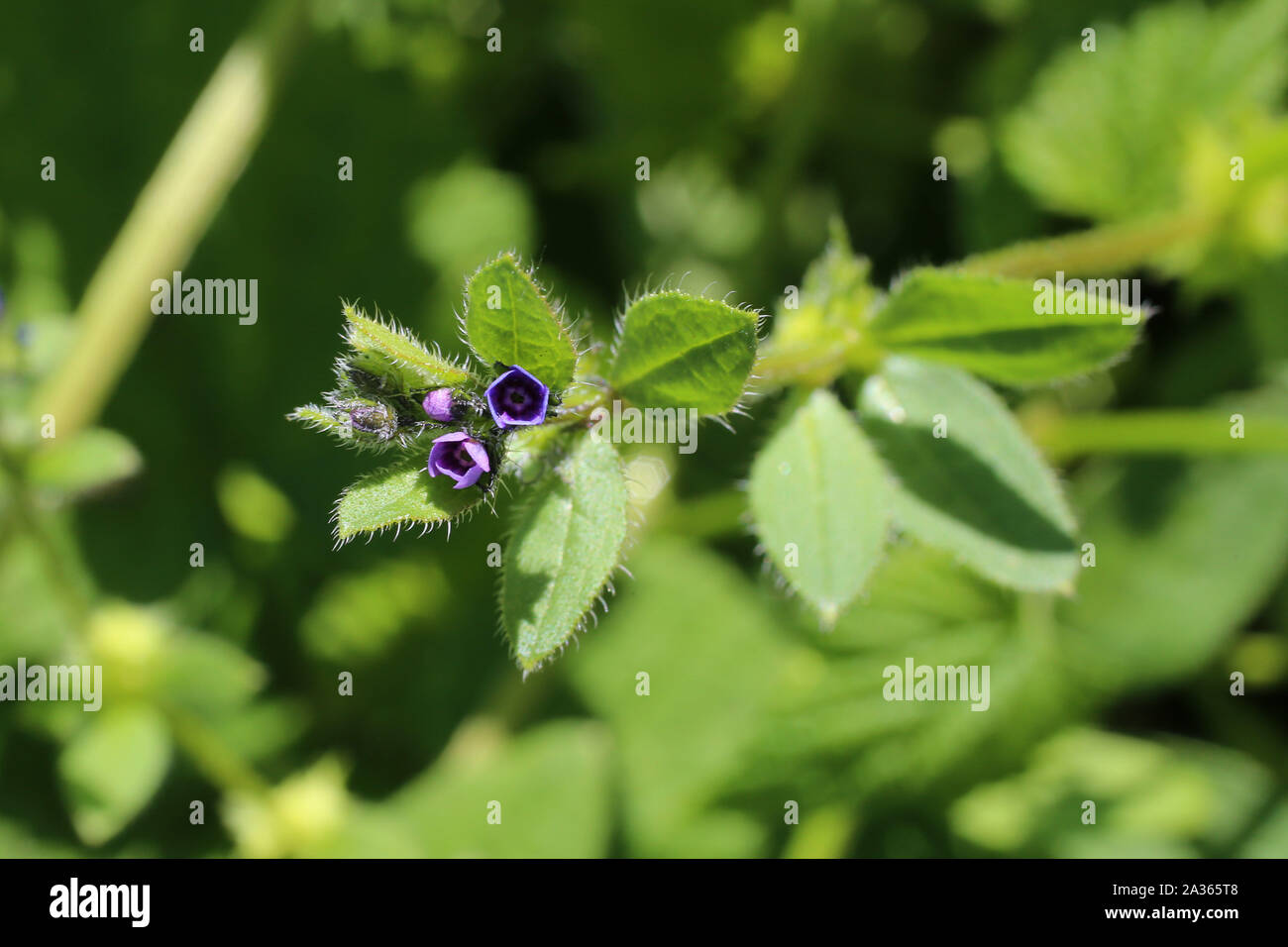 Asperugo procumbens hi-res stock photography and images - Alamy