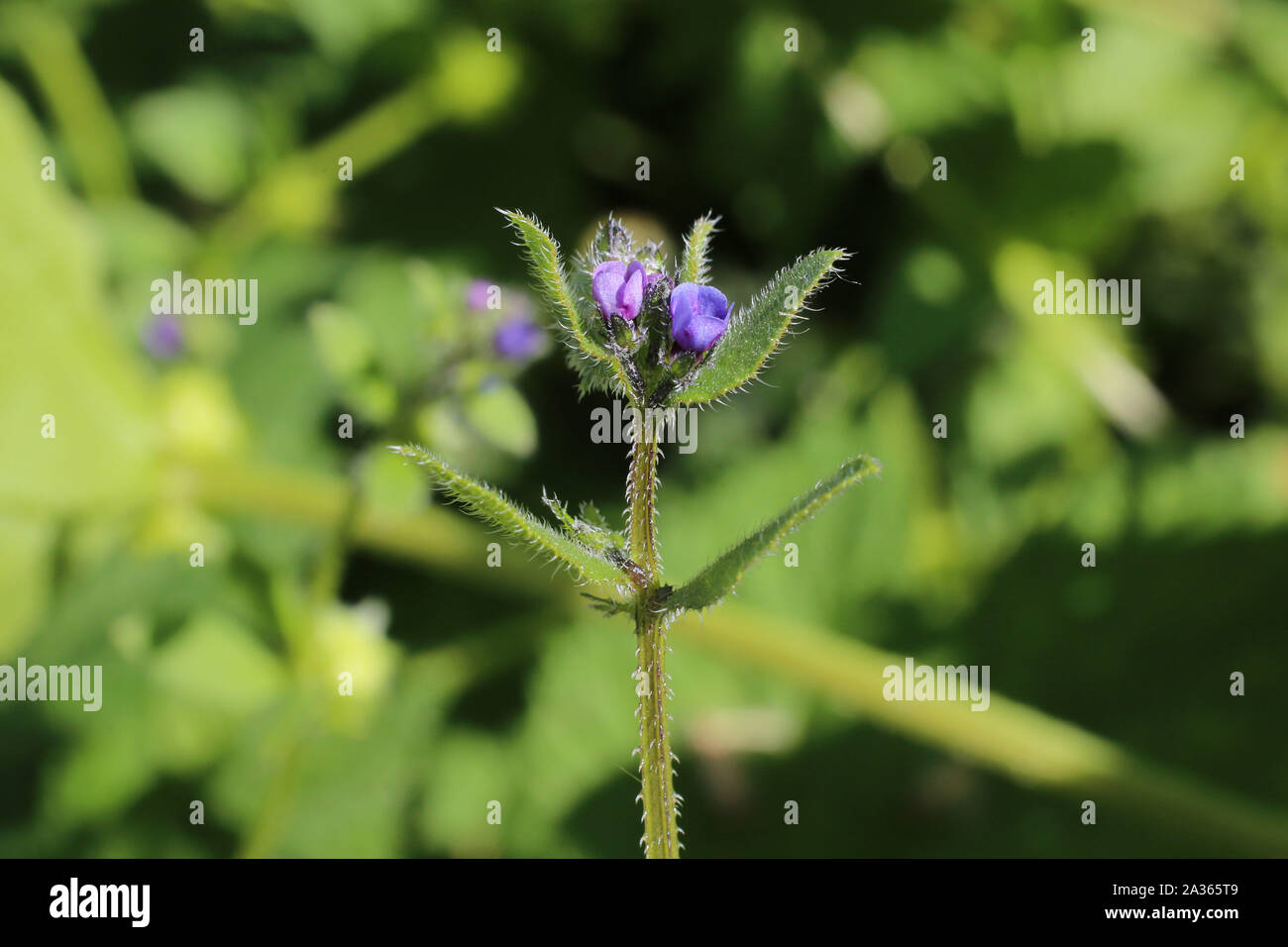 Asperugo procumbens hi-res stock photography and images - Alamy