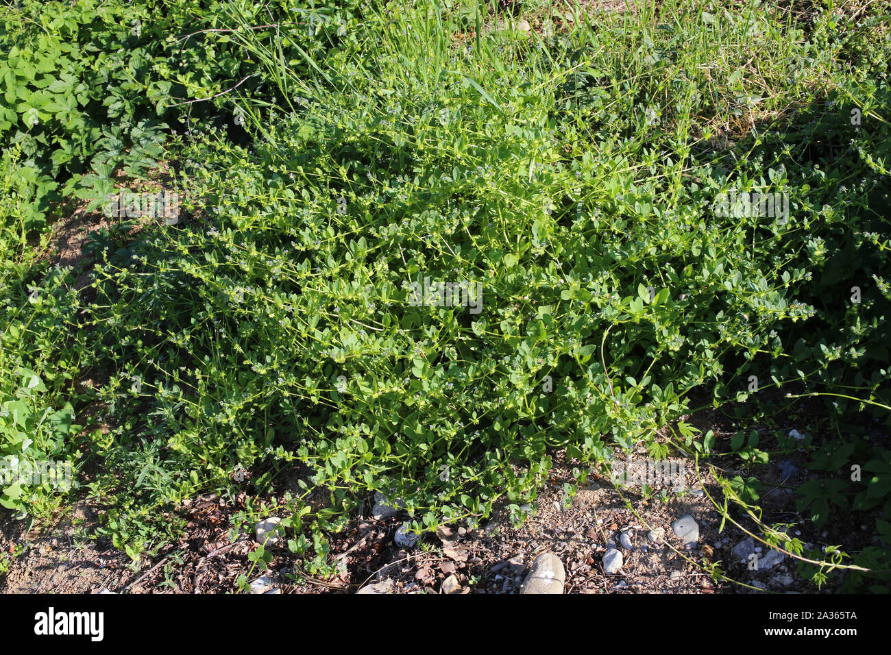 Asperugo procumbens hi-res stock photography and images - Alamy