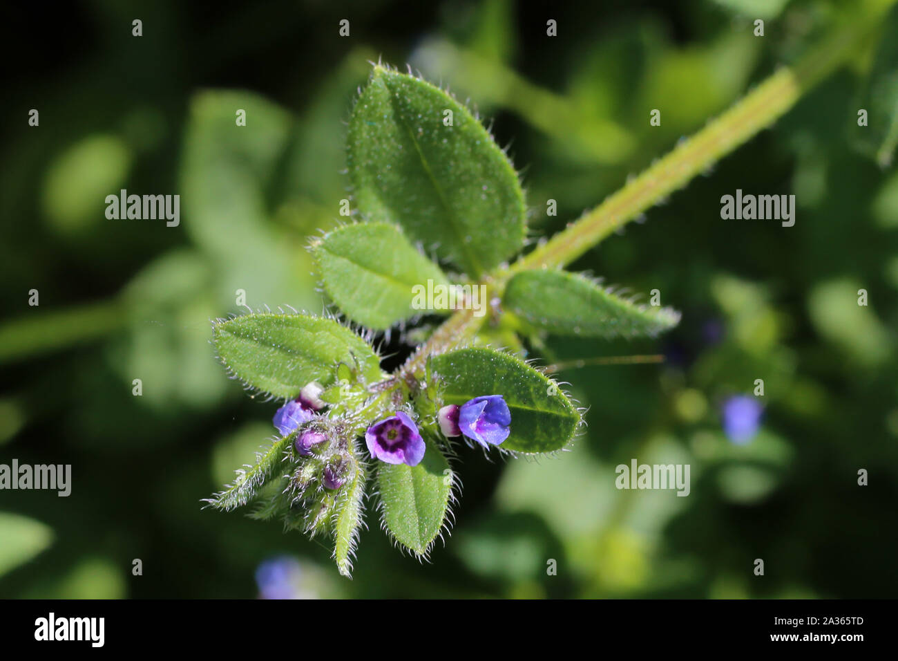 Asperugo procumbens hi-res stock photography and images - Alamy