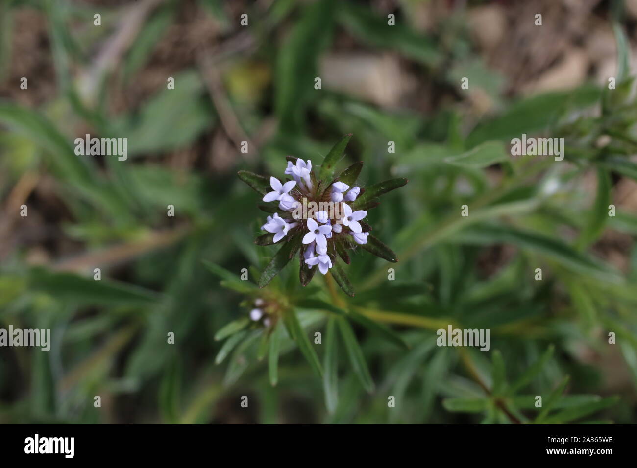Asperula hi-res stock photography and images - Alamy