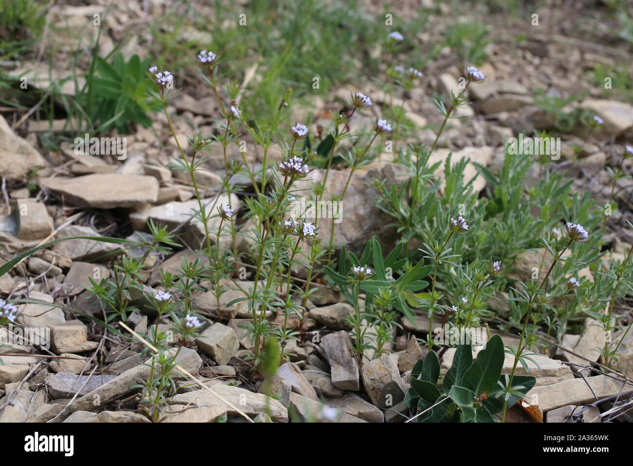 Asperula hi-res stock photography and images - Alamy
