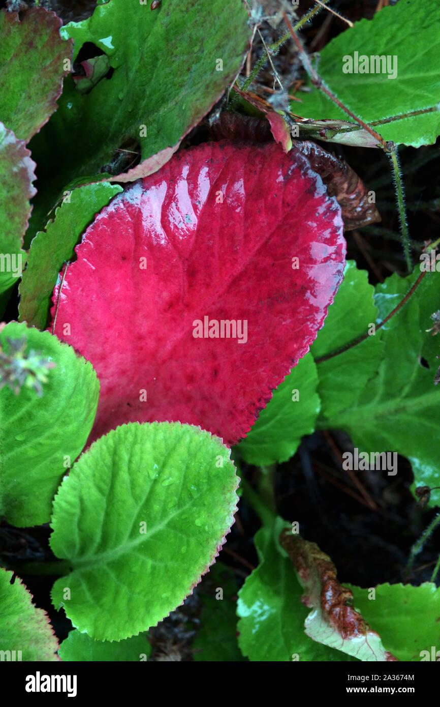 Elephants ears pig squeak pigsqueak elephant eared saxifrage hi-res ...
