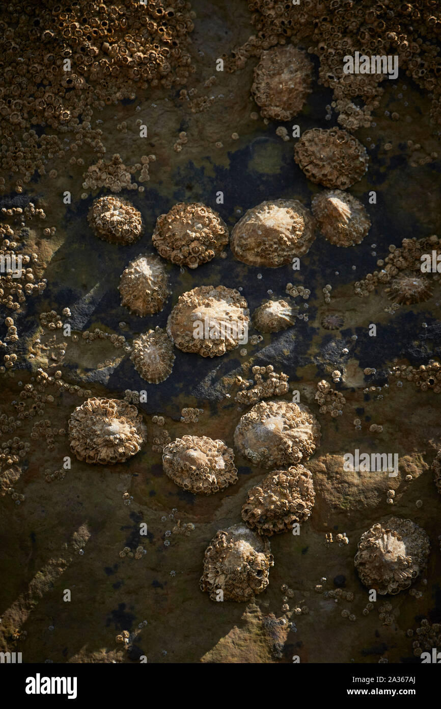 Illustrating Natures chaos with natural environment portraits Stock ...