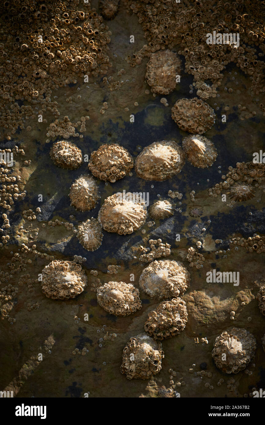 Illustrating Natures chaos with natural environment portraits Stock ...