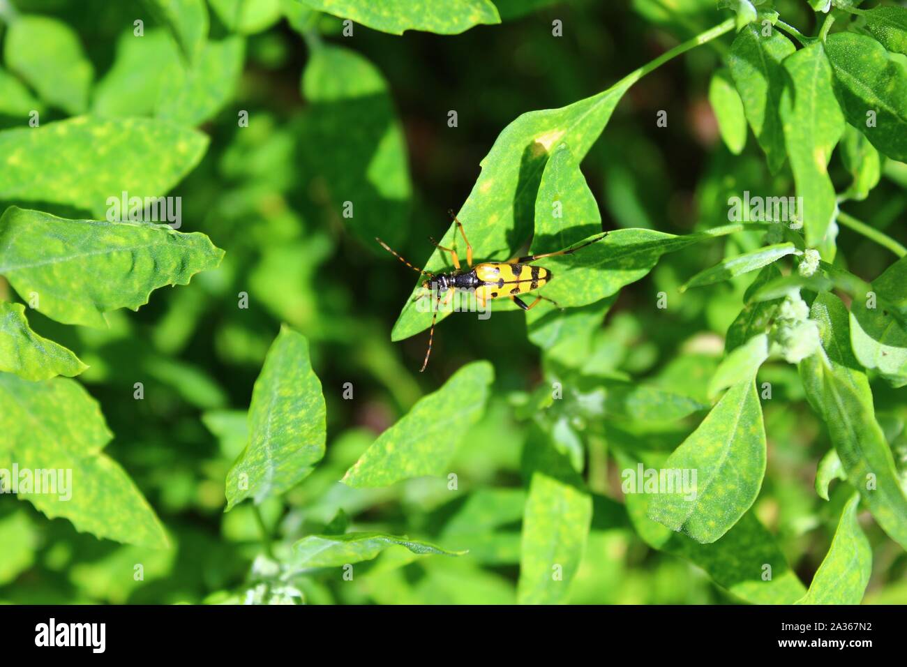 Four winged insects hi-res stock photography and images - Alamy