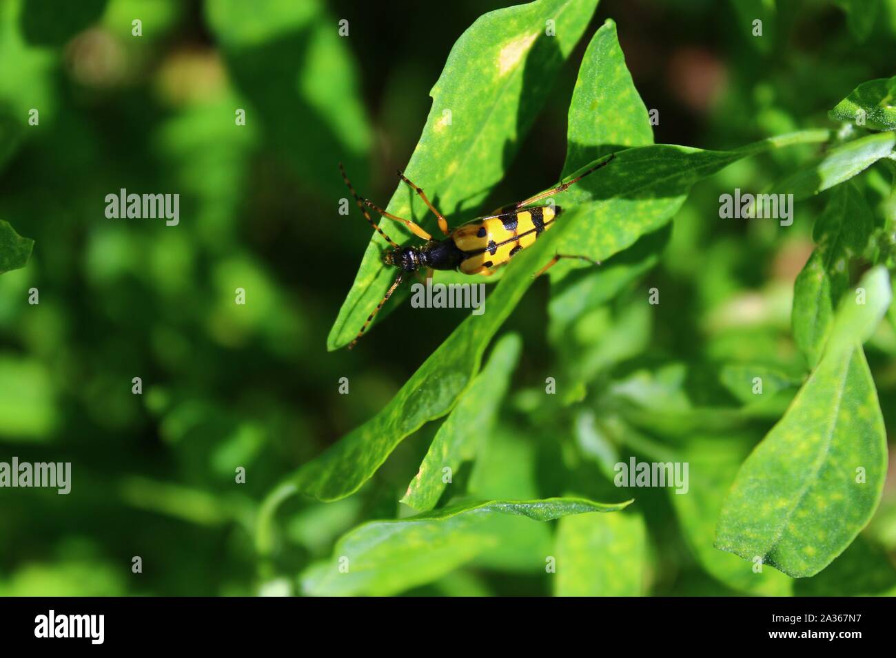 Four winged insects hi-res stock photography and images - Alamy