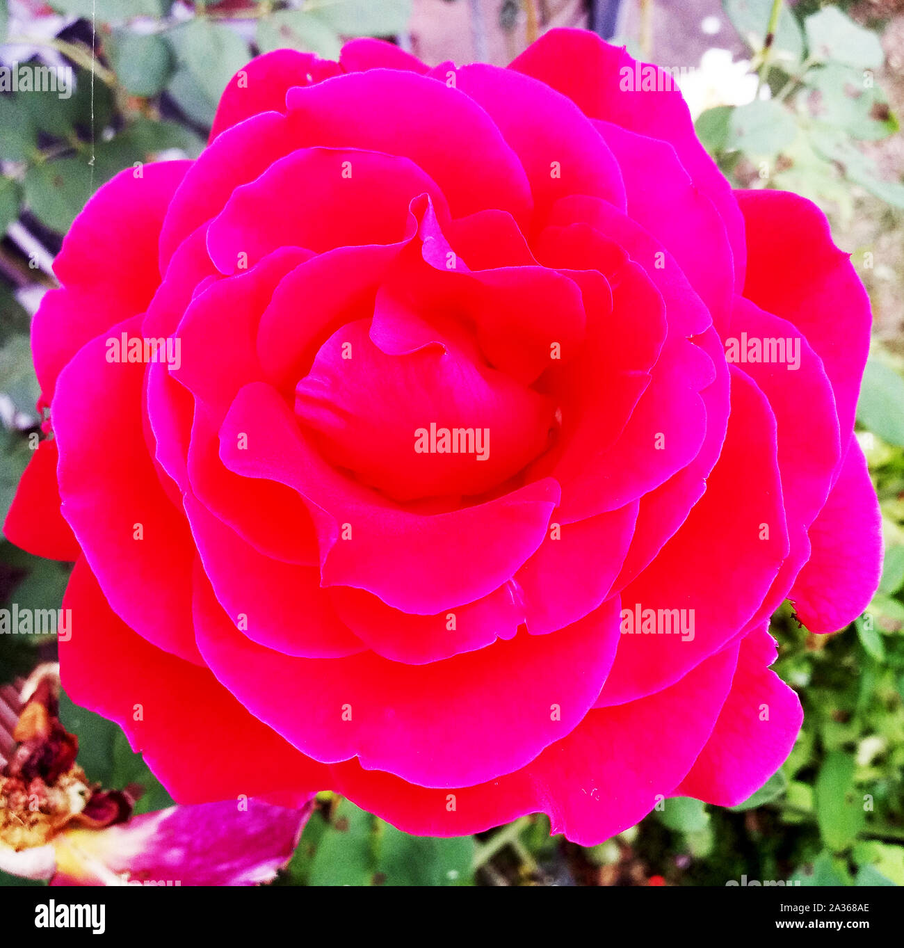Rose family rosaceae hi-res stock photography and images - Alamy