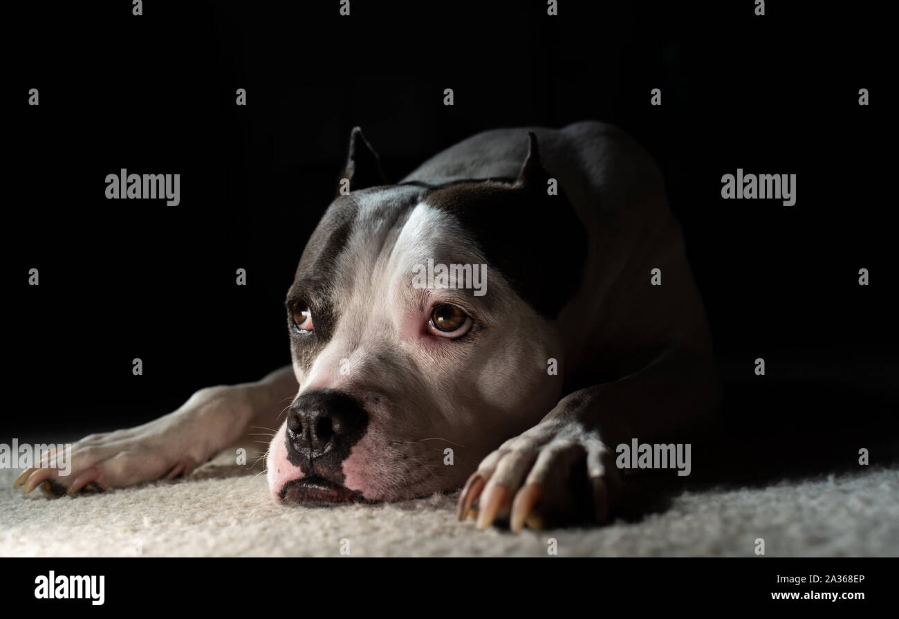 Side view bull terrier standing hi-res stock photography and images - Alamy