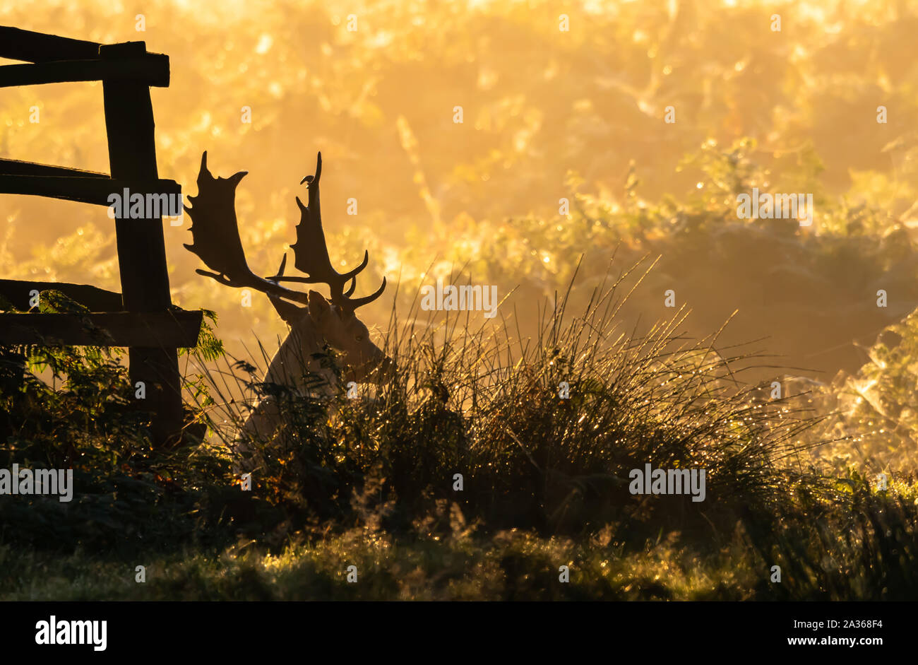 Forest stag silhouette hi-res stock photography and images - Alamy