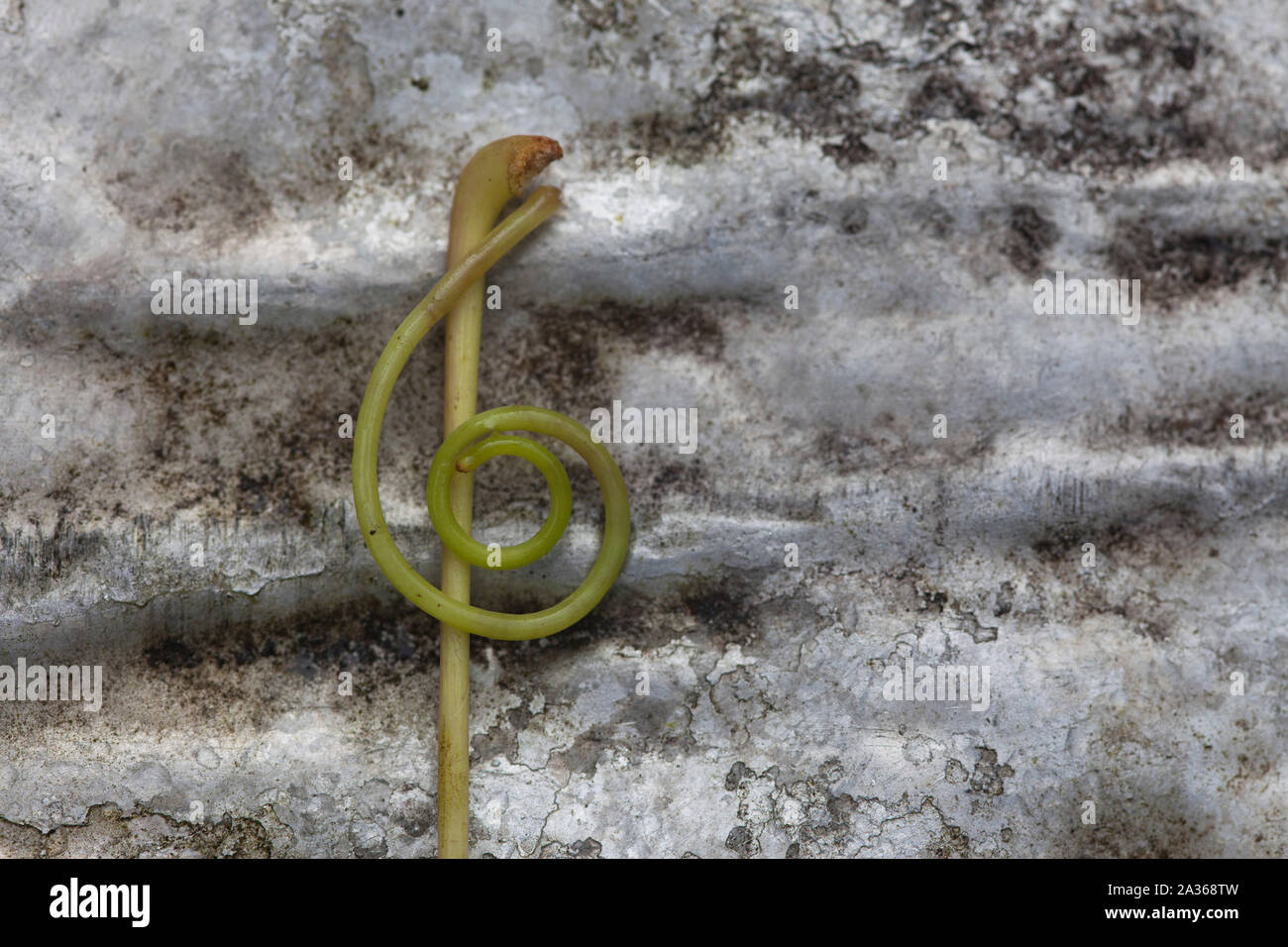 Grape vine tendril shaped like music score treble clef Stock Photo - Alamy