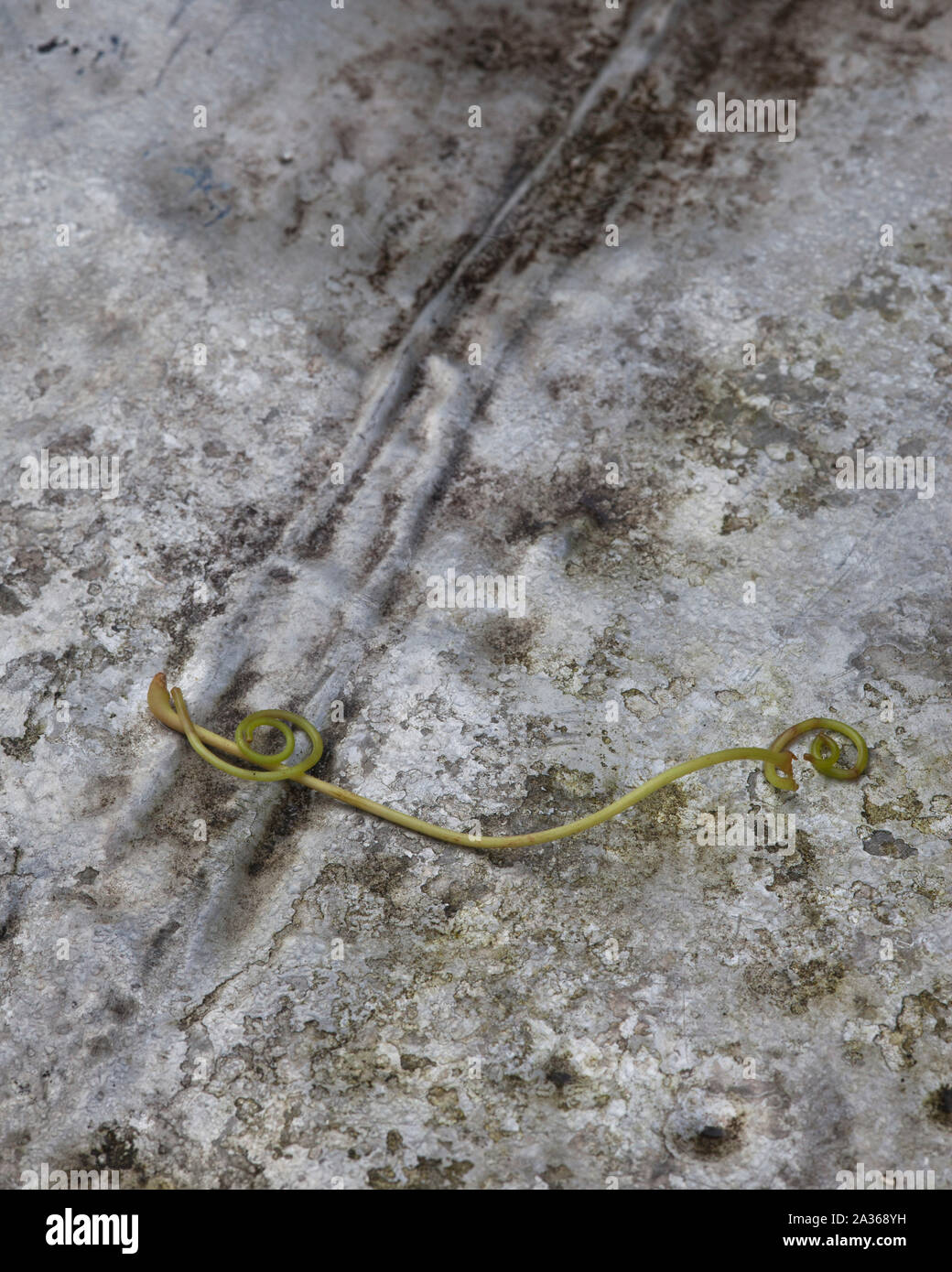 Grape vine tendril shaped like music score treble clef Stock Photo - Alamy