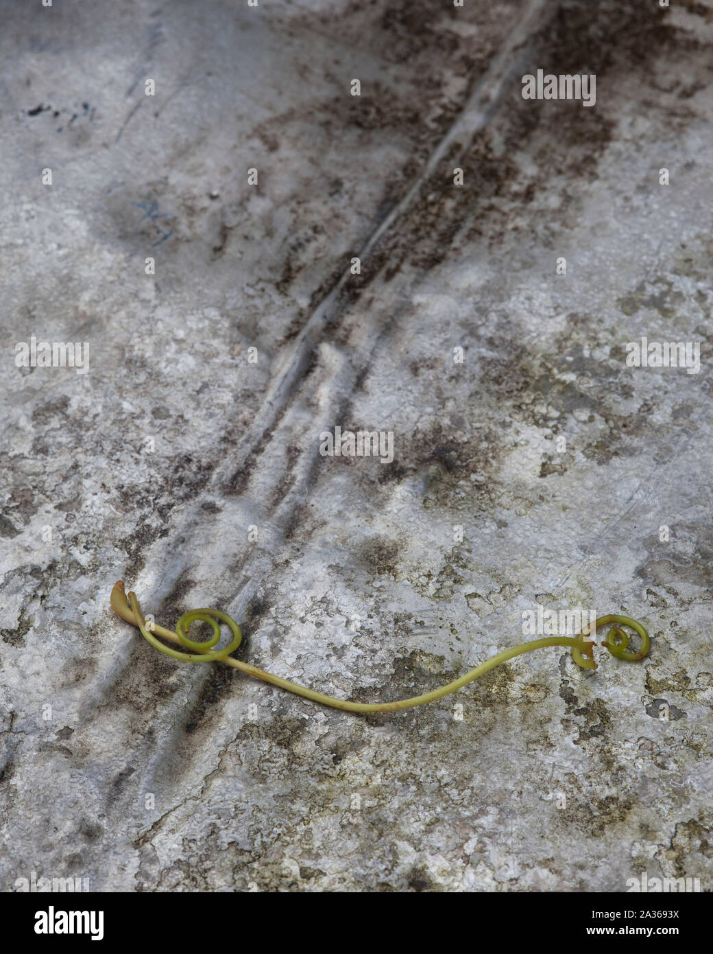 Grape vine tendril shaped like music score treble clef Stock Photo - Alamy