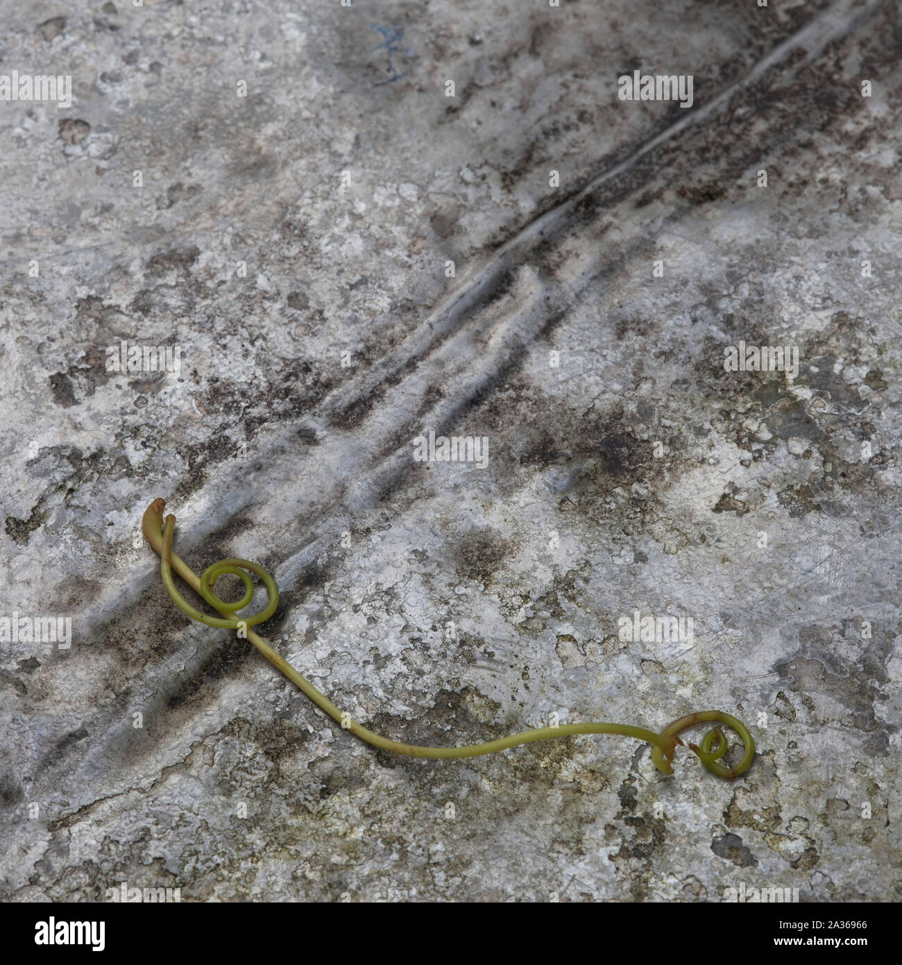 Grape vine tendril shaped like music score treble clef Stock Photo - Alamy