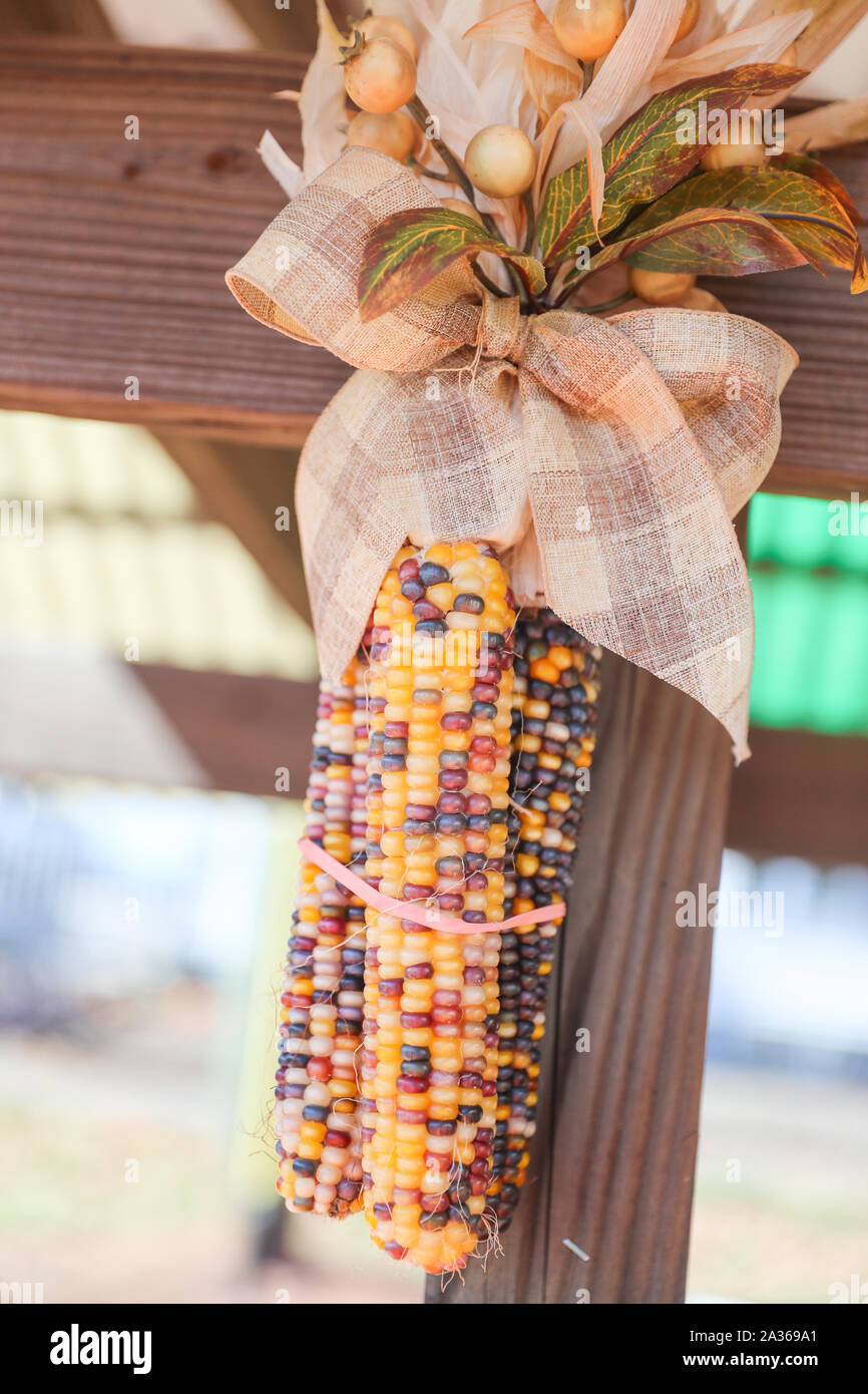 Dried corn tied with rope Wooden wall hanging - Image Stock Photo - Alamy