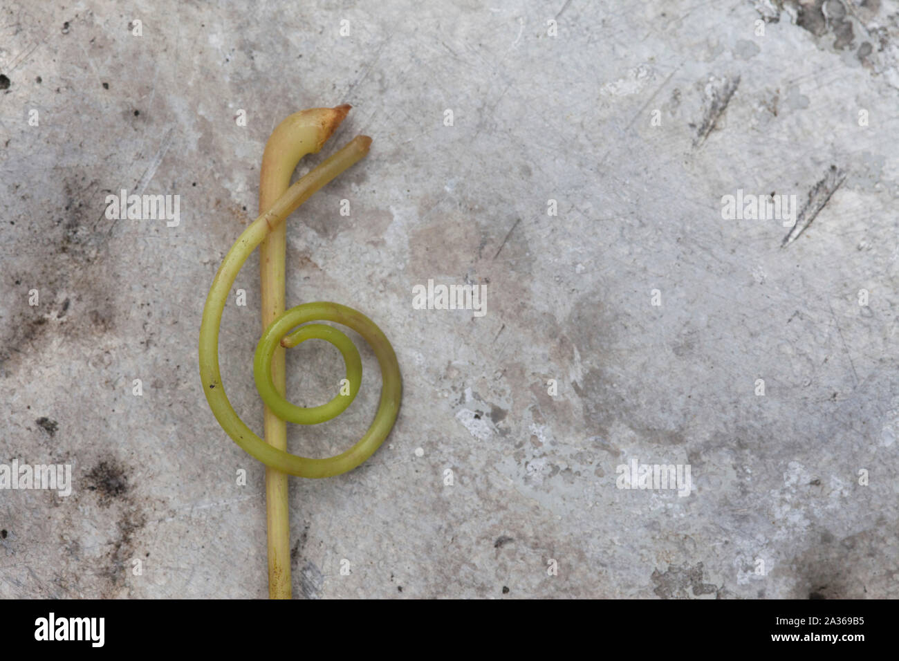 Grape vine tendril shaped like music score treble clef Stock Photo - Alamy